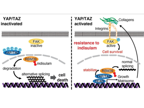 YAP/TAZ interactions can confer resistance to anti-tumor drug indisulam | 广岛大学